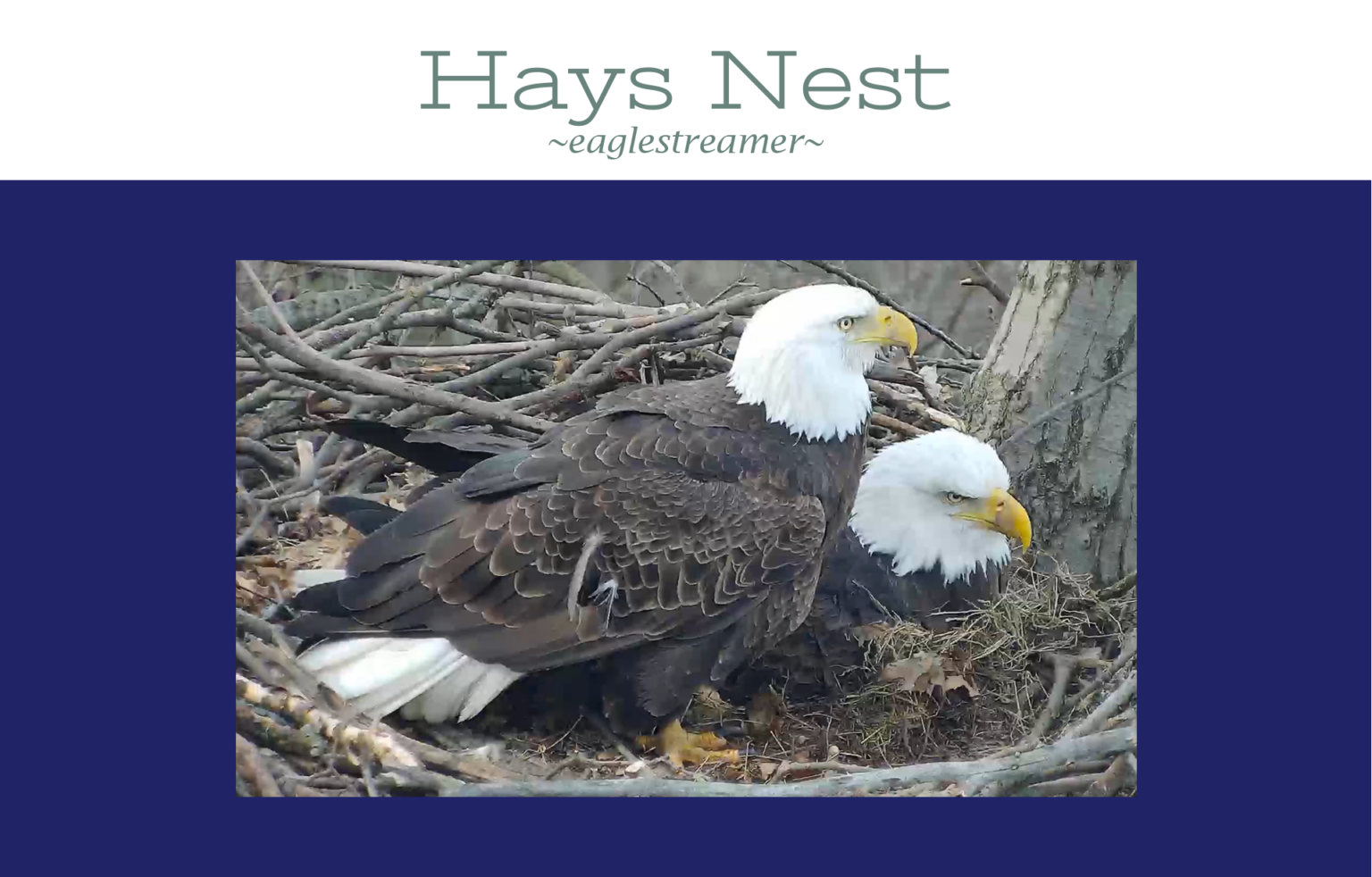 Hays Nest – eaglestreamer